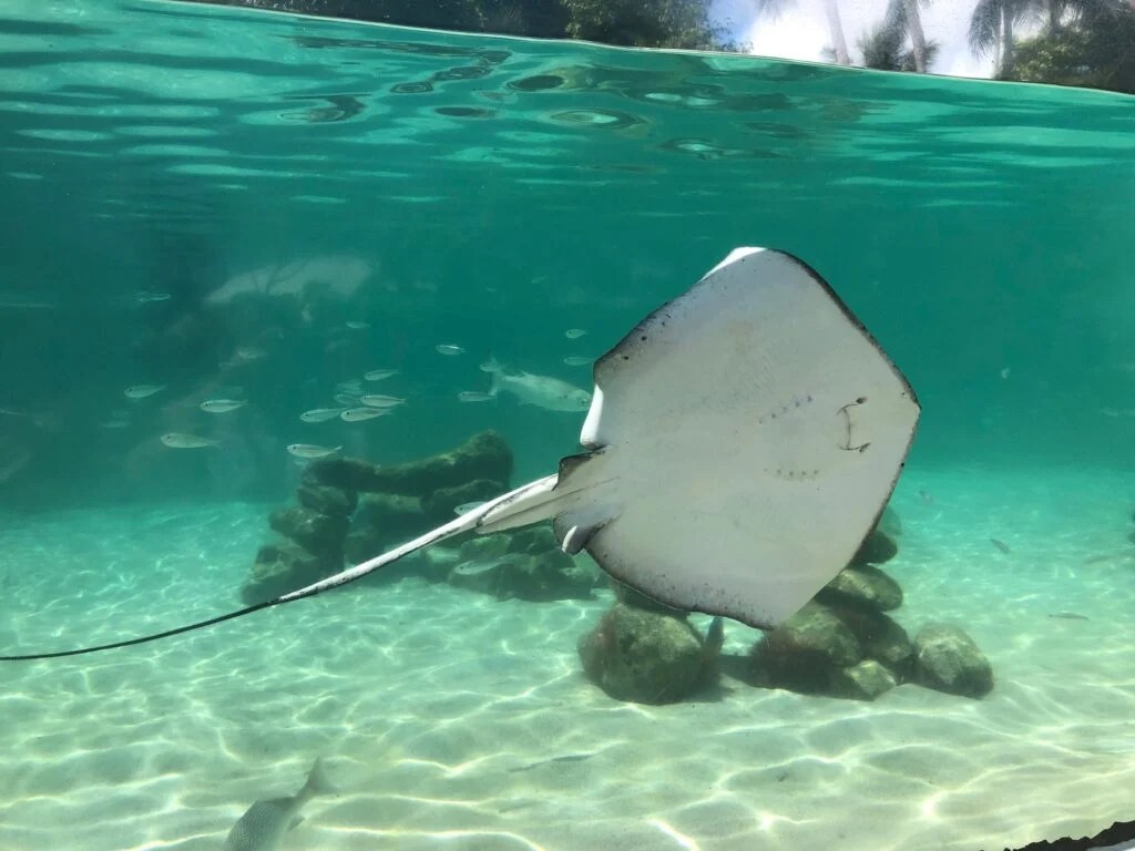 Southern Stingrays St. Thomas Exhibit | Coral World Ocean Park